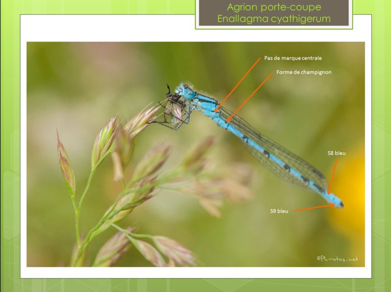 Apprendre à identifier les libellules – ASCPF