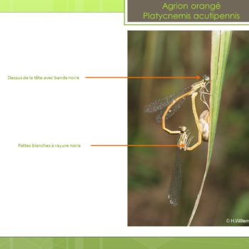 Apprendre à identifier les libellules – ASCPF