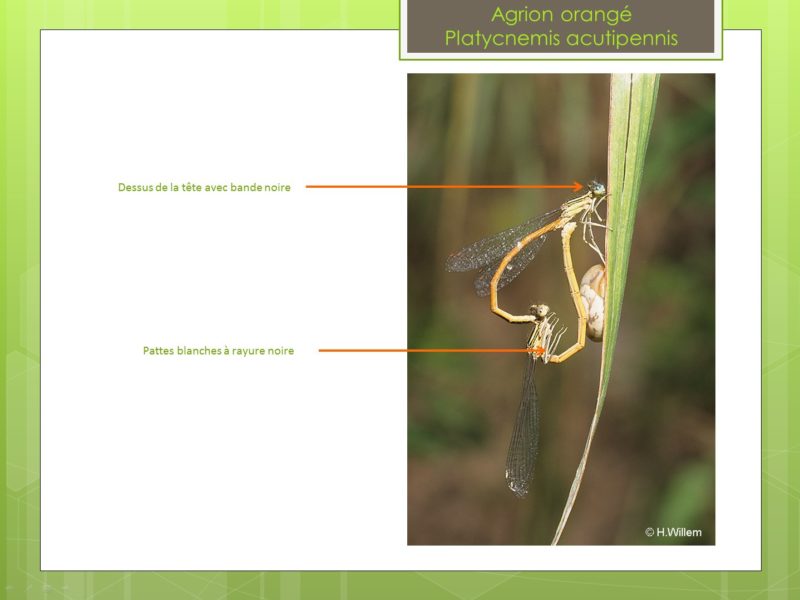 Apprendre à identifier les libellules – ASCPF