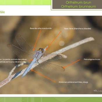 Apprendre à identifier les libellules – ASCPF