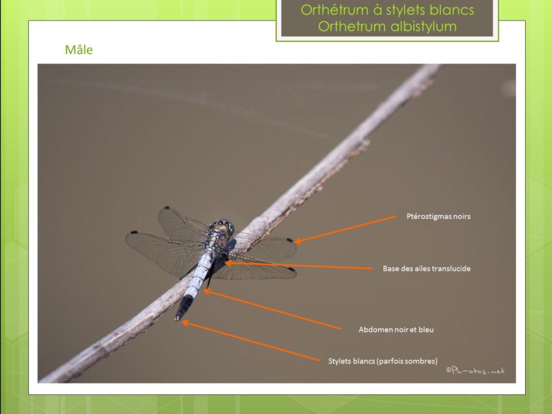 Apprendre à identifier les libellules – ASCPF