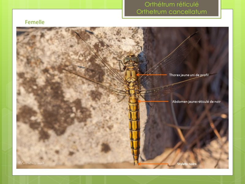 Apprendre à identifier les libellules – ASCPF