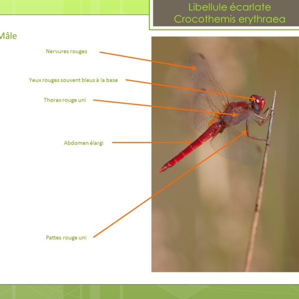 Apprendre à identifier les libellules – ASCPF