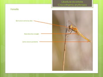 Apprendre à identifier les libellules – ASCPF
