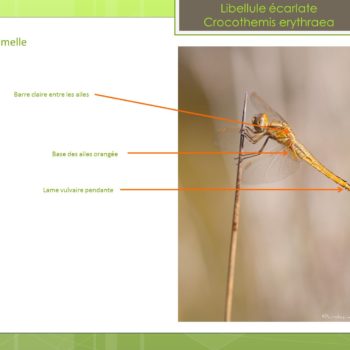 Apprendre à identifier les libellules – ASCPF