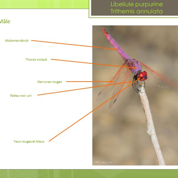 Apprendre à identifier les libellules – ASCPF
