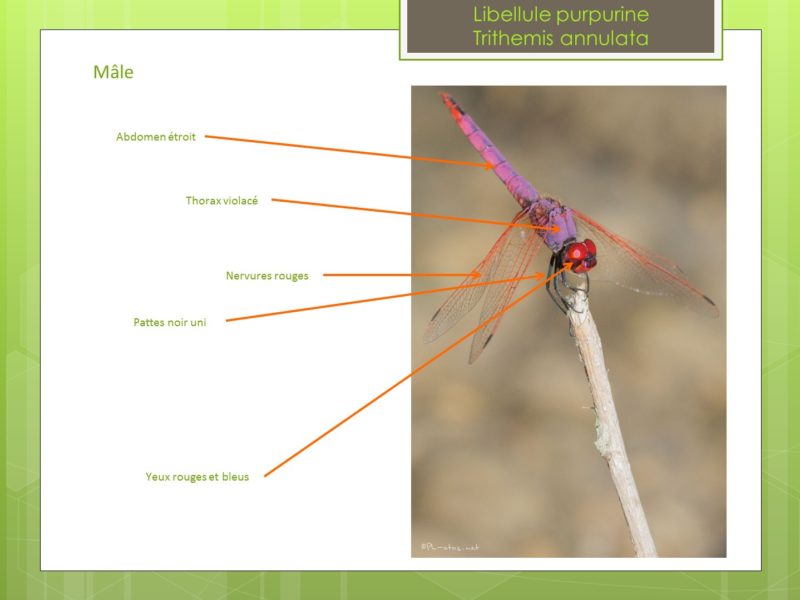 Apprendre à identifier les libellules – ASCPF