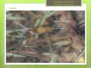 Apprendre à identifier les libellules – ASCPF