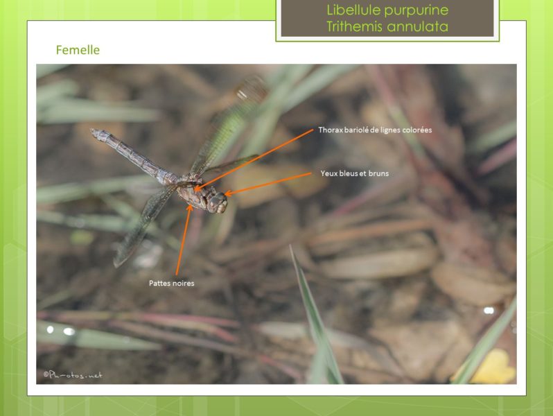 Apprendre à identifier les libellules – ASCPF