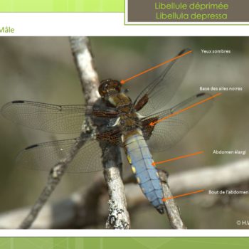 Apprendre à identifier les libellules – ASCPF