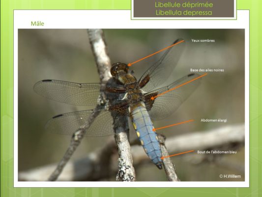 Apprendre à identifier les libellules – ASCPF