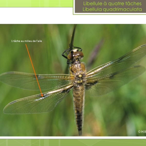 Apprendre à identifier les libellules – ASCPF