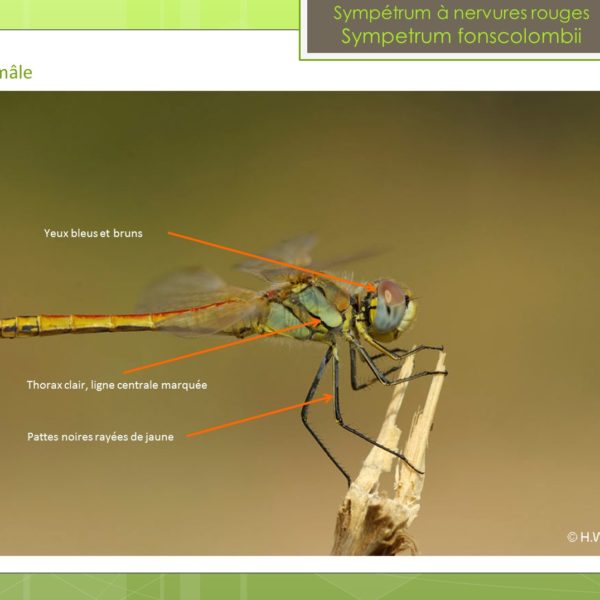 Apprendre à identifier les libellules – ASCPF