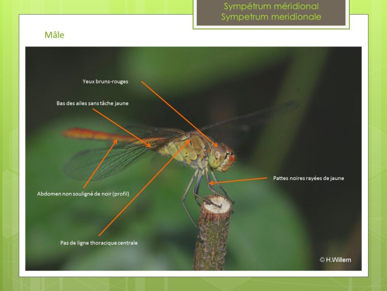 Apprendre à identifier les libellules – ASCPF
