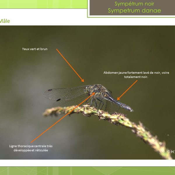 Apprendre à identifier les libellules – ASCPF
