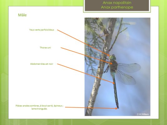 Apprendre à identifier les libellules – ASCPF