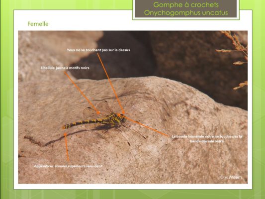Apprendre à identifier les libellules – ASCPF