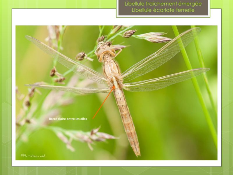 Apprendre à identifier les libellules – ASCPF