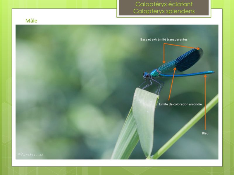 Apprendre à identifier les libellules – ASCPF