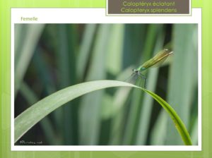 Apprendre à identifier les libellules – ASCPF