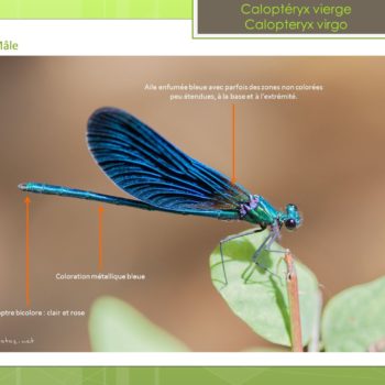 Apprendre à identifier les libellules – ASCPF