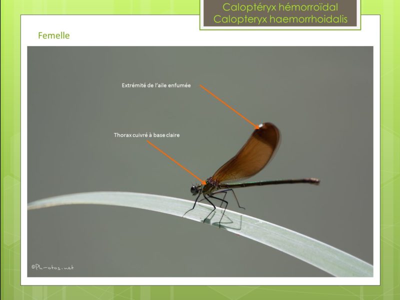 Apprendre à identifier les libellules – ASCPF