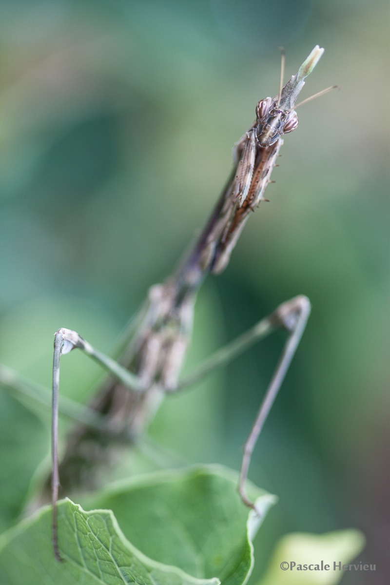 Entomologie – ASCPF