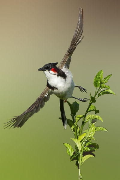 Patrice Guitton – ASCPF