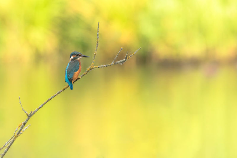 Martin pêcheur – Alcedo atthis – ASCPF