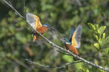 Martin pêcheur – Alcedo atthis – ASCPF